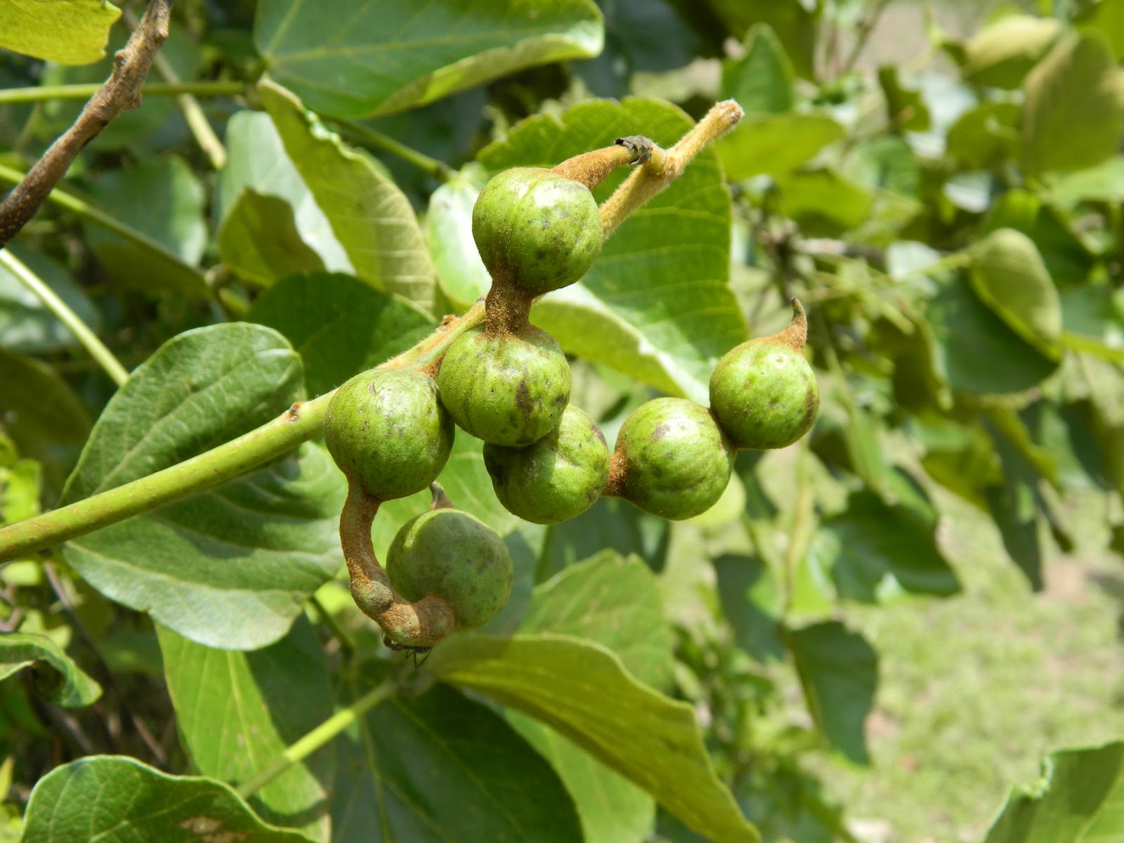 Rwanda on the Wing: If truffula trees were real...