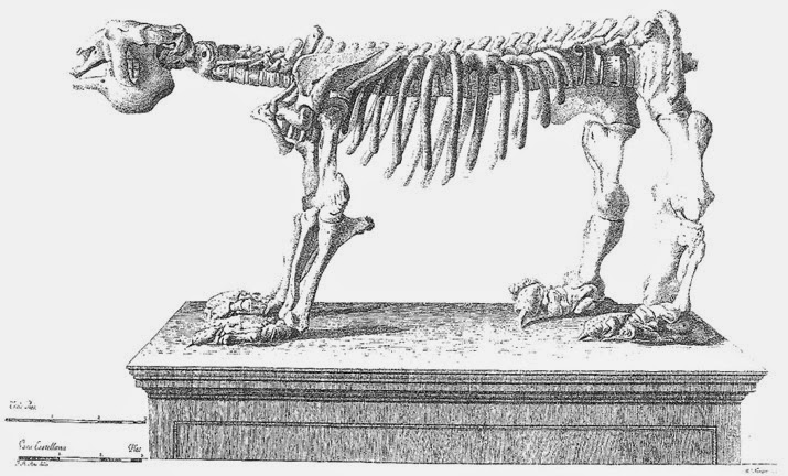 El Cuaderno de la Historiadora: El rinoceronte y el megaterio (II)