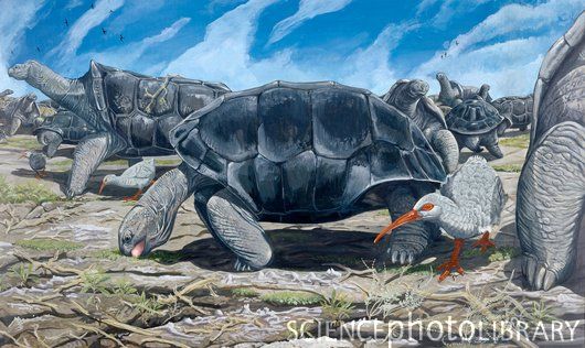 Laberinto en extinción: Tortuga gigante de Rodrigues (Cylindraspis ...