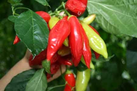 Manfaat Cabai Untuk Kesehatan - Perumperindo.co.id