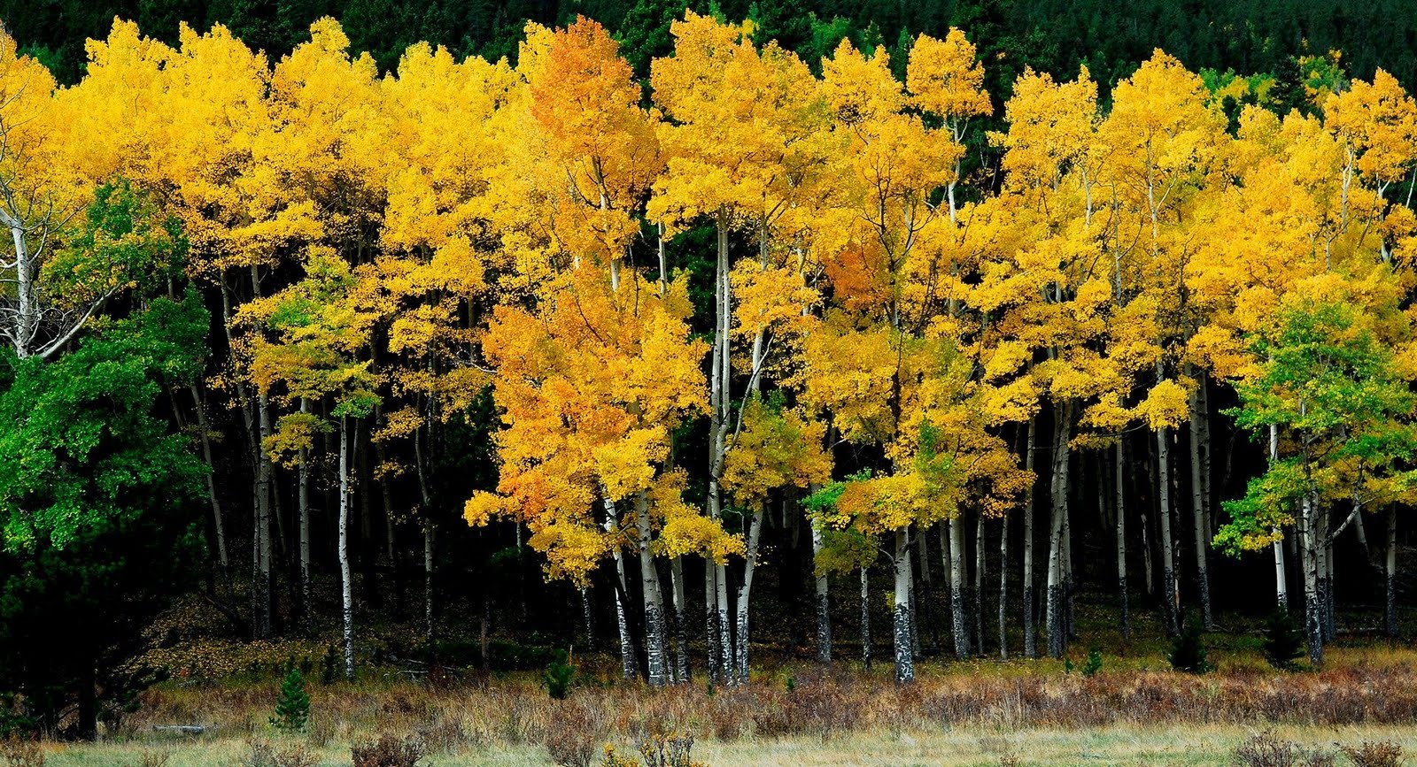 Banco de Imágenes Gratis: Fotografías de árboles en todas las ...