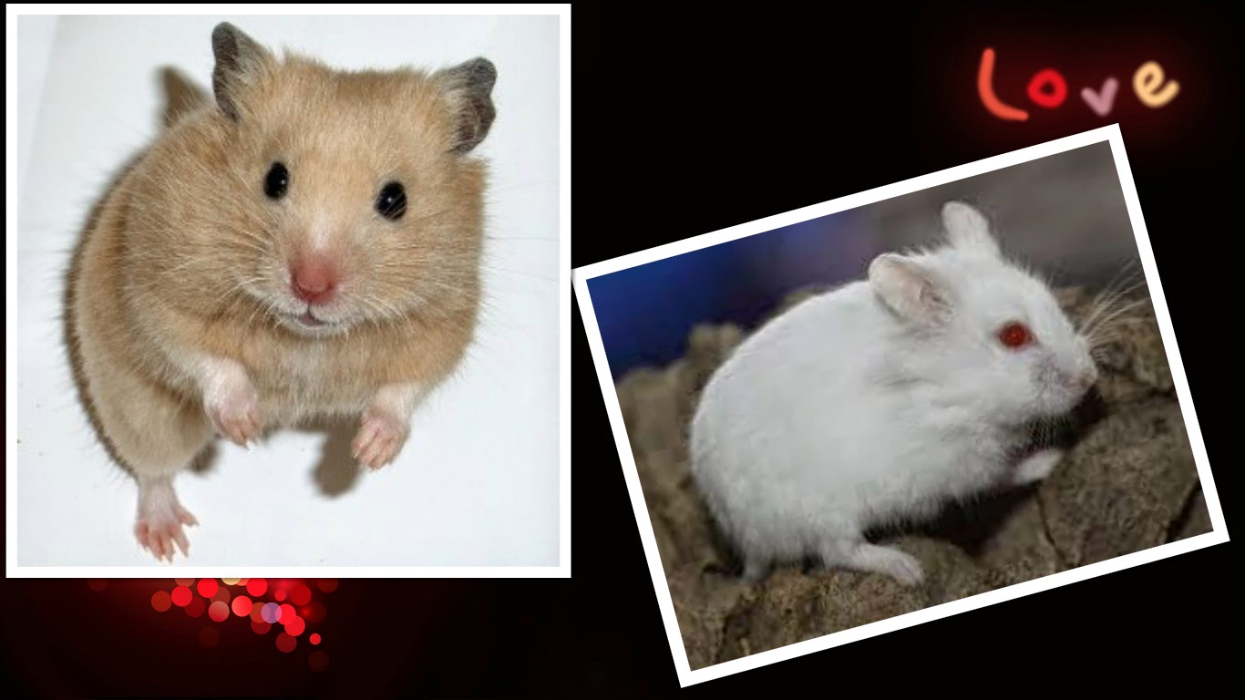 ROEDORES EN TARRAGONA: HÁMSTER COMÚN , DORADO , SIRIO , ANGORA