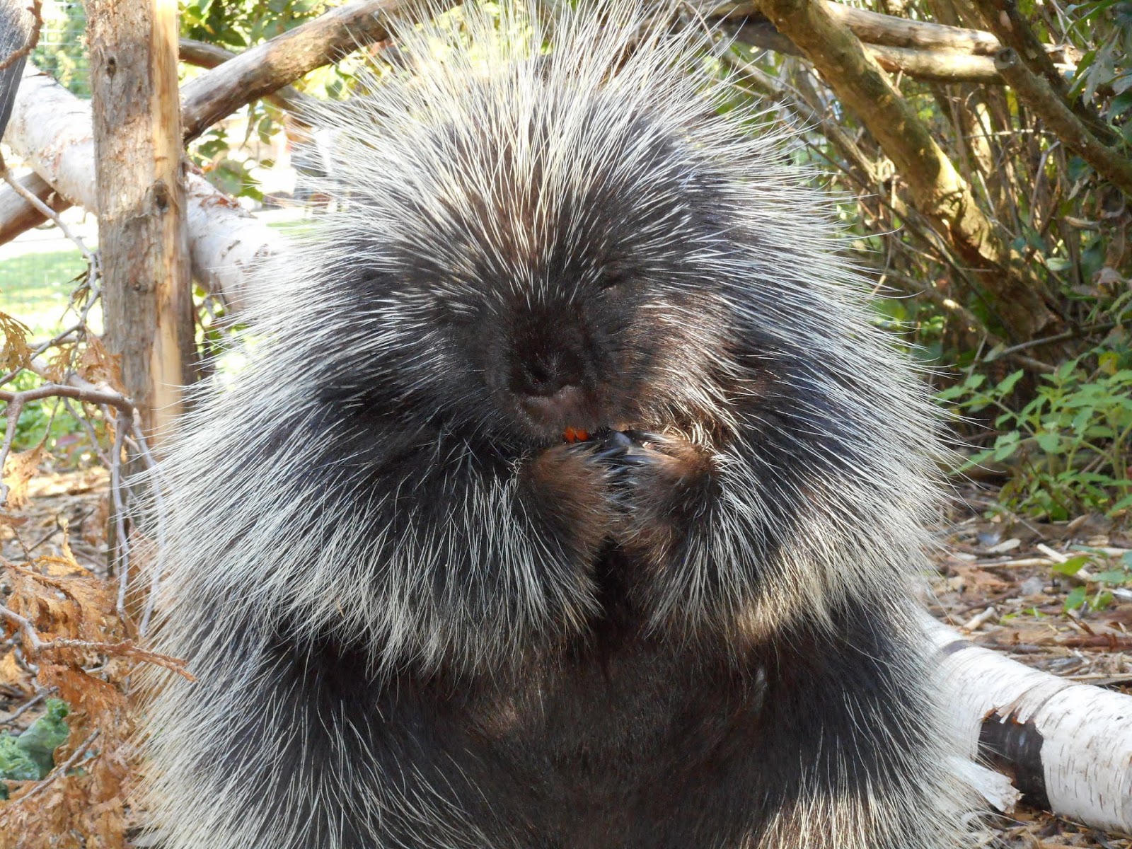 Rob and the Animals: 2019