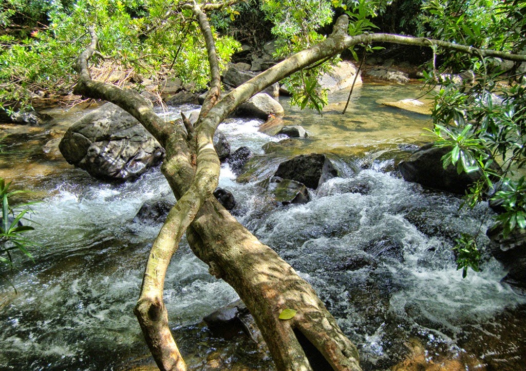 Helabima Tours and Travels: NACHCHIMALE - SRI LANKA