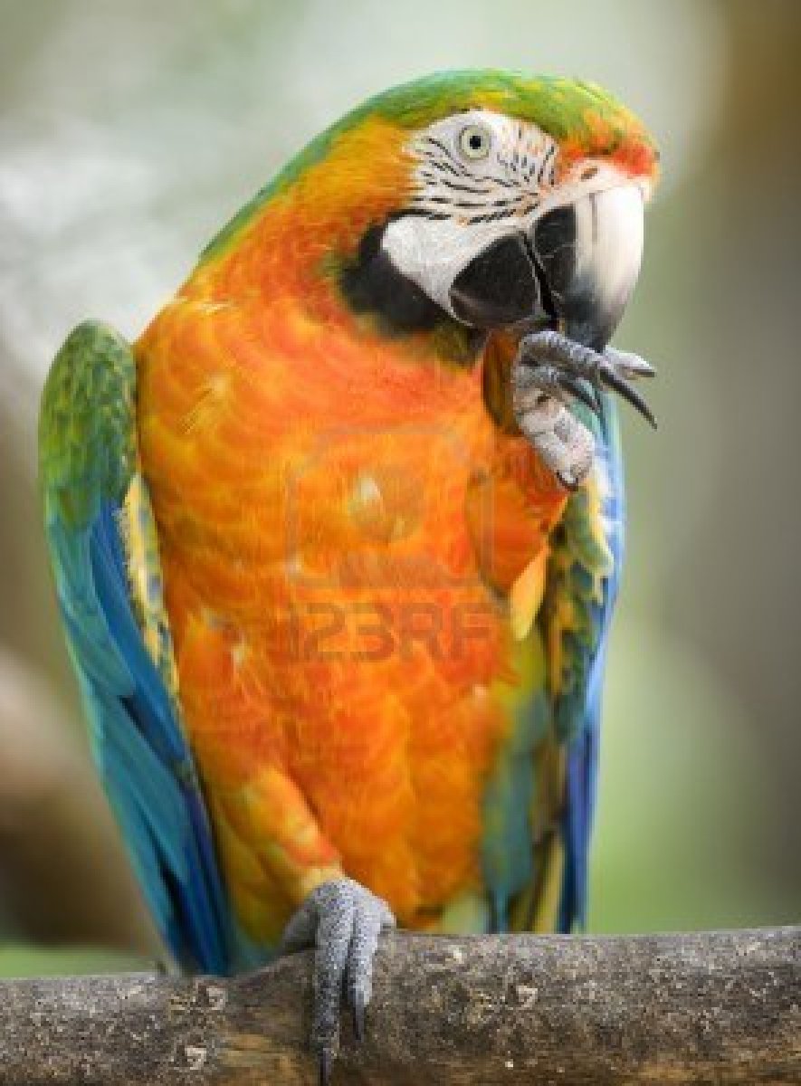 Bird List Pictures and Information