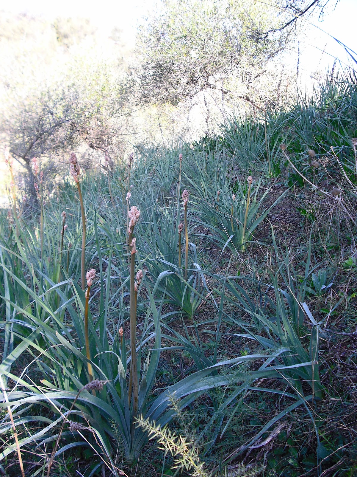 Manuel Cabello y Esperanza Izquierdo. "El blog de Ocurris". En Ubrique ...