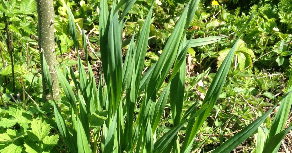 The Linear Legume: Leek/garlic grass?