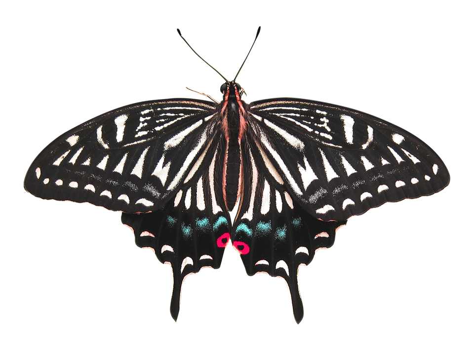 Animagif: Mariposas volando gifs animados