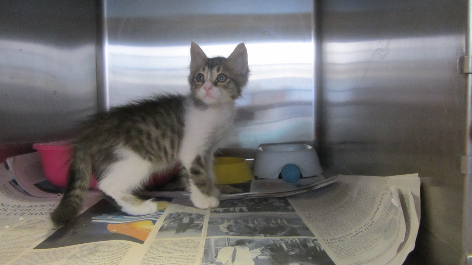 'Syros Cats - Συριανές γάτες': Σηκώστε μας ψηλά