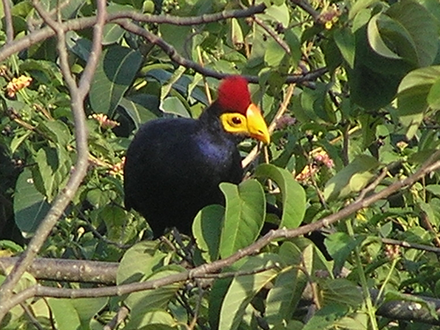 Rwanda on the Wing: Only in Africa- the Turacos