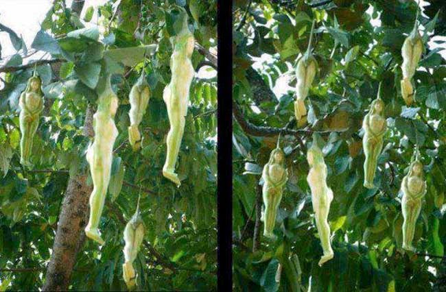 Amazing flower 'Narilata' in the shape of female body - Nepal Hit
