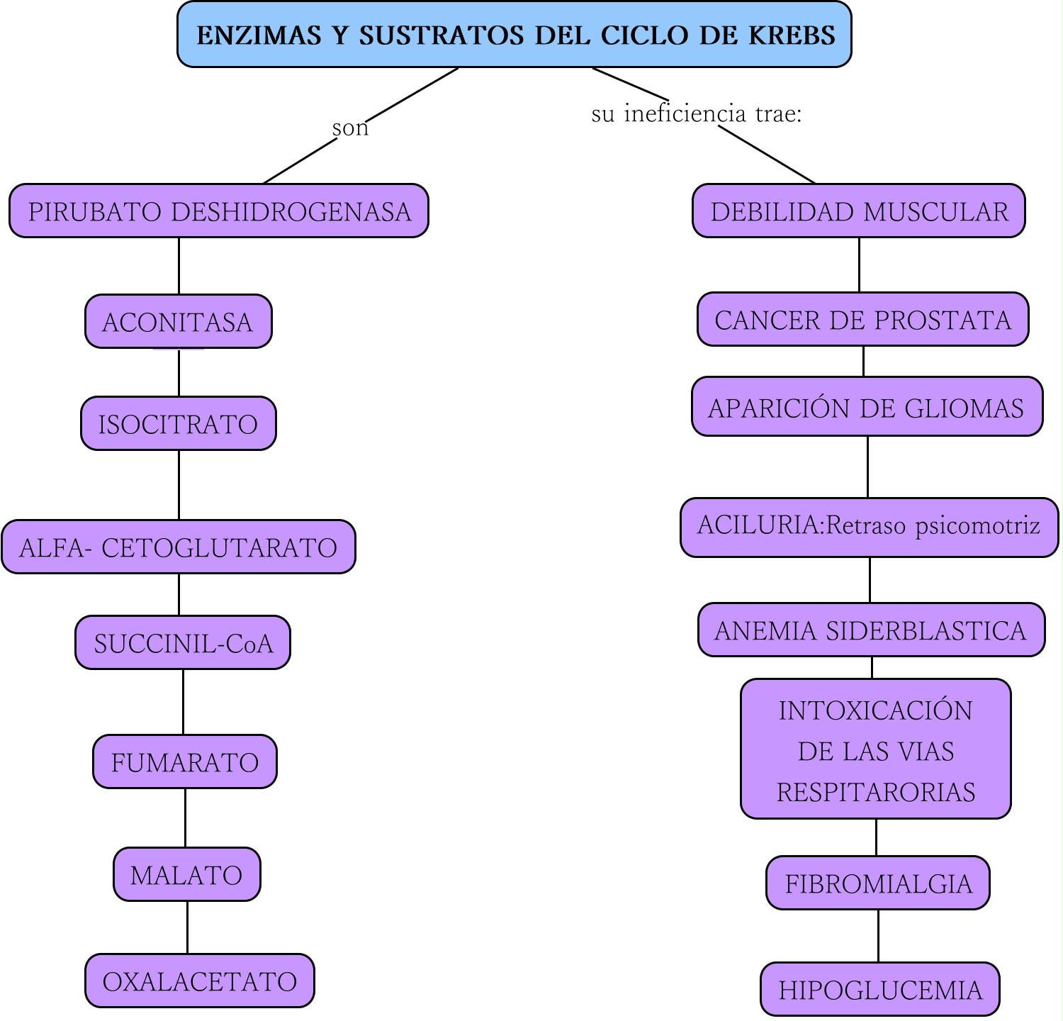 BIOLOGÍA CELULAR: El CICLO DE KREBS