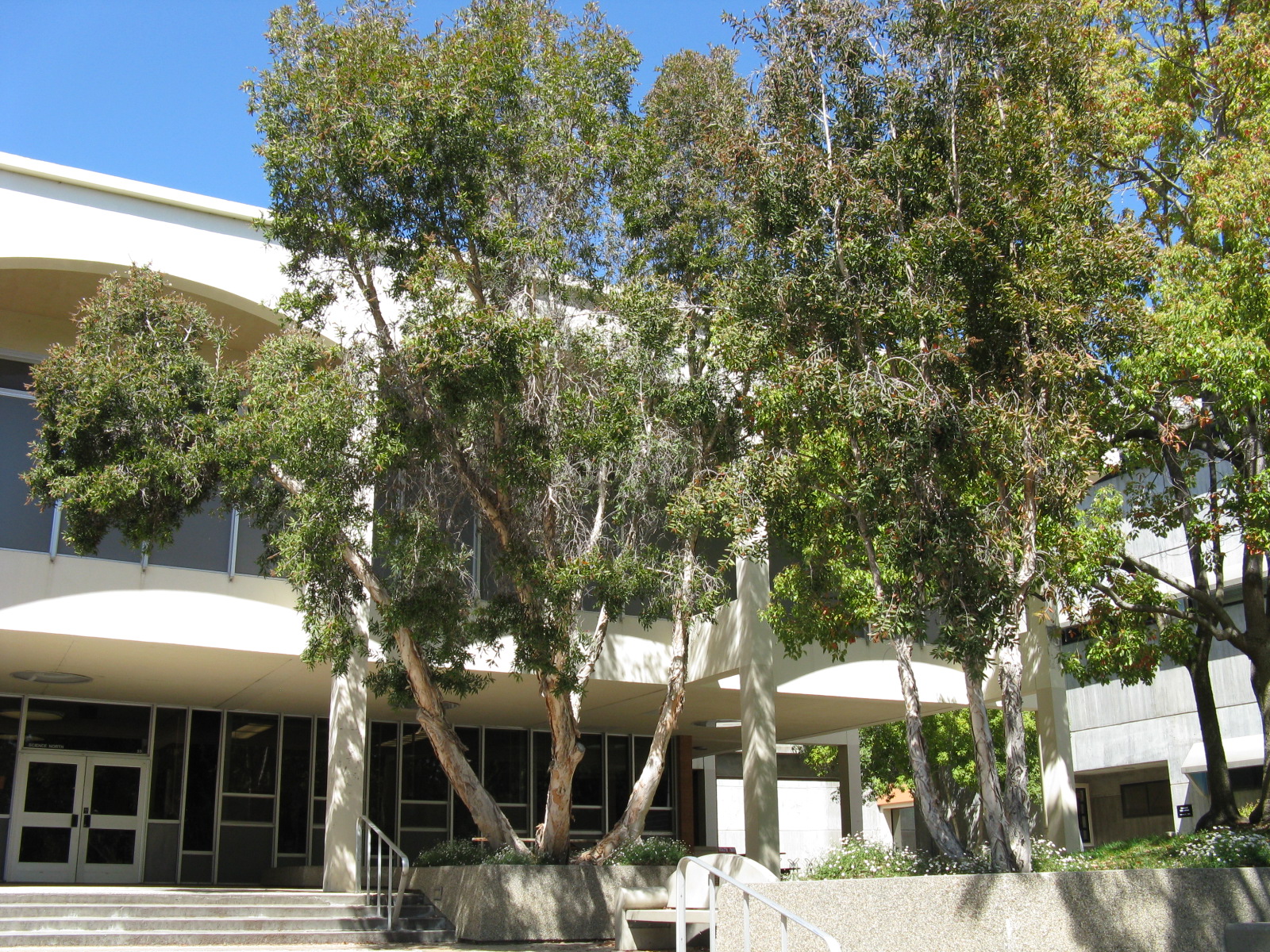 Trees of Santa Cruz County: Melaleuca quinquenervia - Paperbark Tea tree