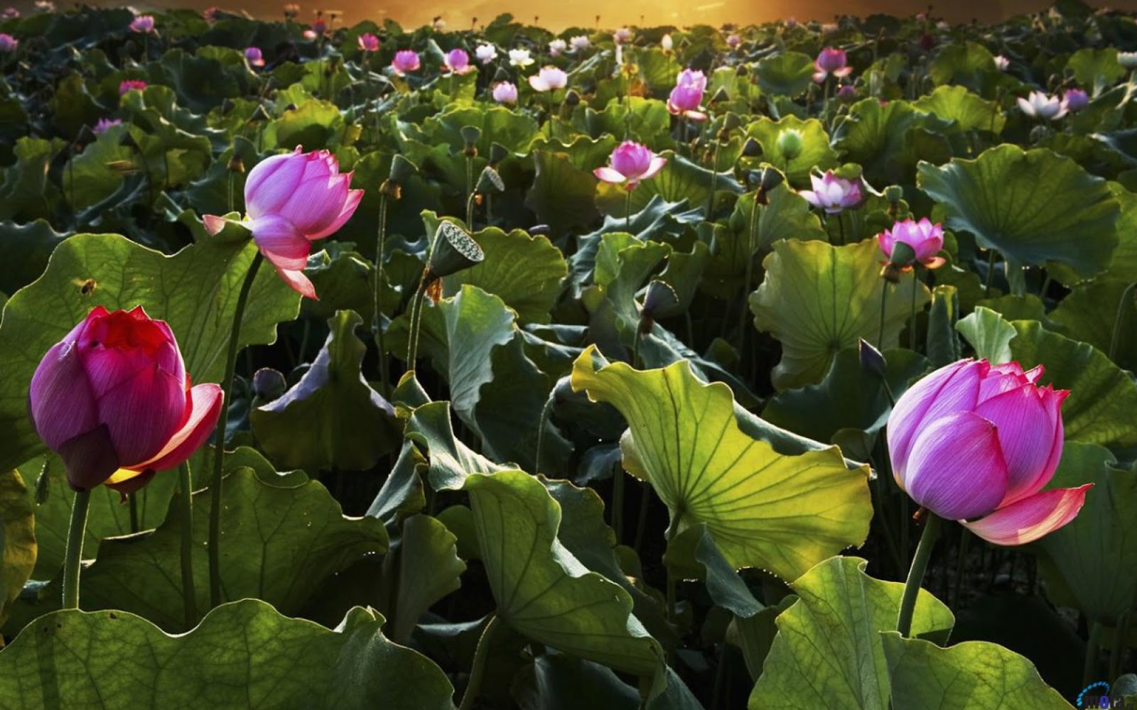 Brown Sugar Cheeni :) :): You are my Universe :) :) :)