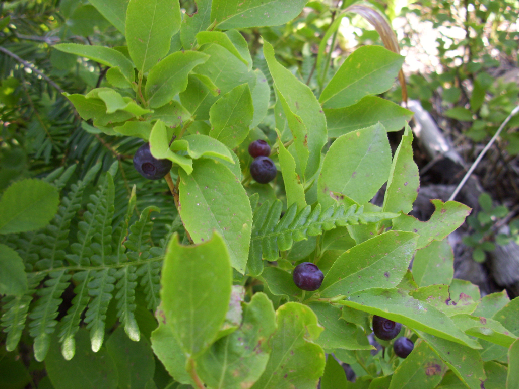 Picking Huckleberries - Roads to Everywhere