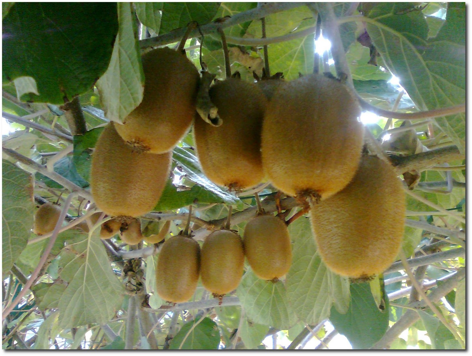Frutta e Verdura dal Campo: Frutta invernale