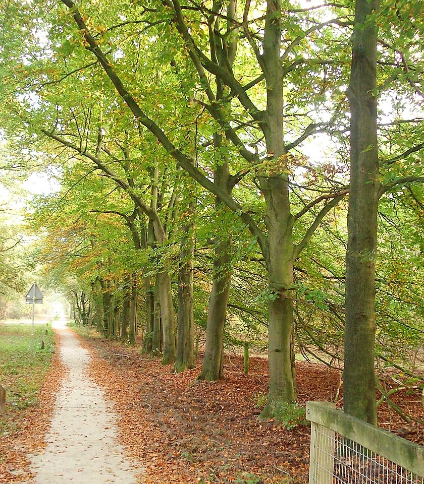 Mooiste Routes: Wandelen bij Harskamp (Gelderland)