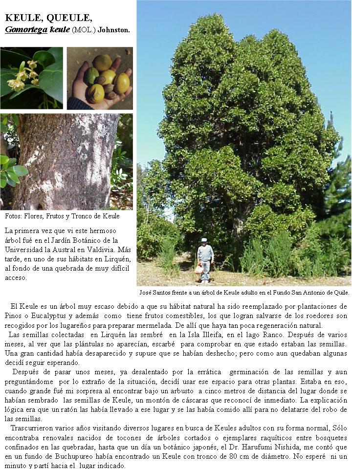 Arboles Monumentales: Keule 1