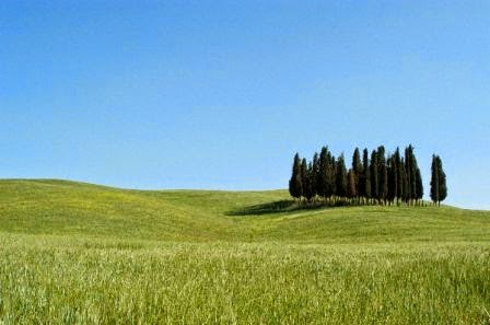 LOS BIOMAS: PRADERA TEMPLADA