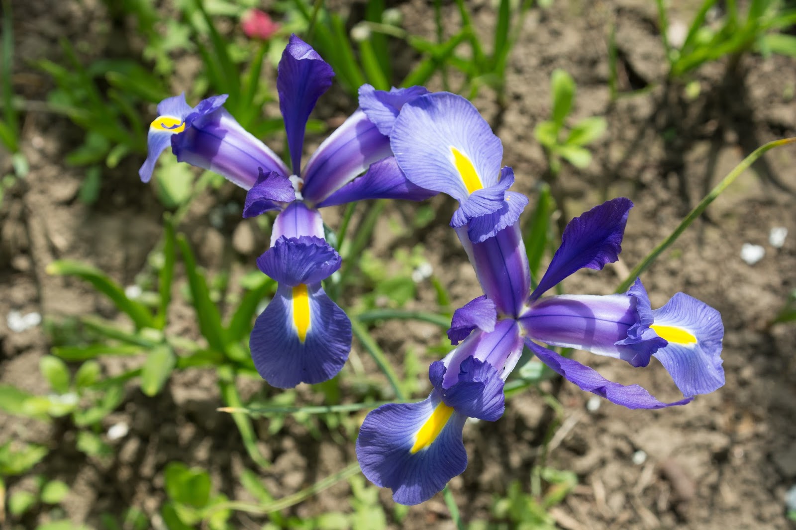 cele patru anotimpuri: Stânjenei