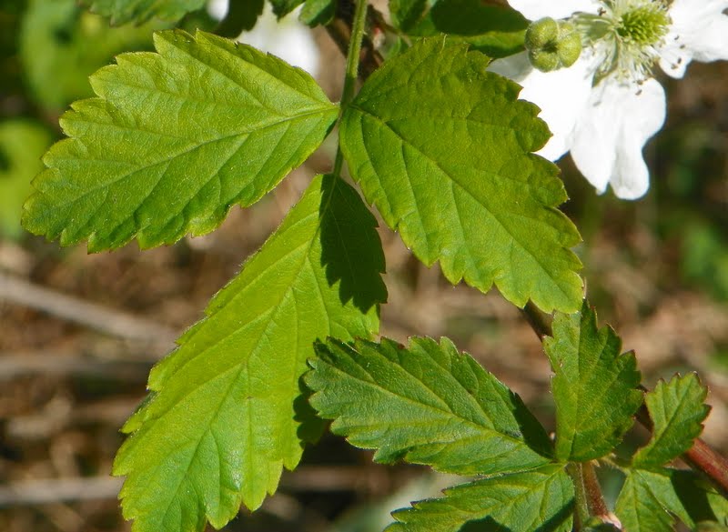 "What's Blooming Now" : Southern Blackberry (Rubus argutus)