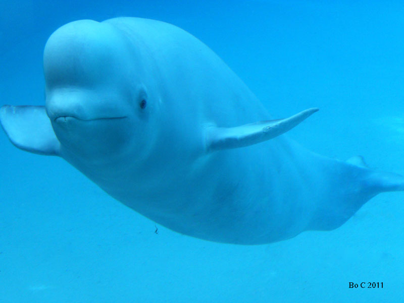 BoSt Notable Inklings: All About Belugas