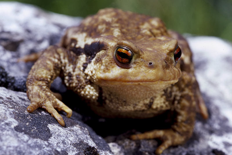 Hacia un lugar salvaje: ¿anfibios? que son los anfibios!!!!