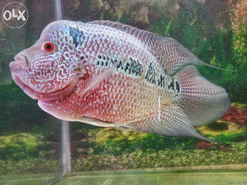 FLOWERHORN FISH photos - wallpapers (ανανεωμένο) | the fun bank