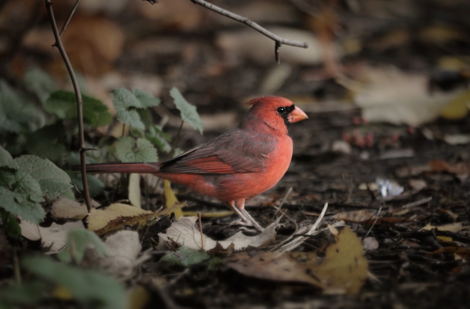 My Little Craft Things: Frilly and Funkie - Bountiful Harvest