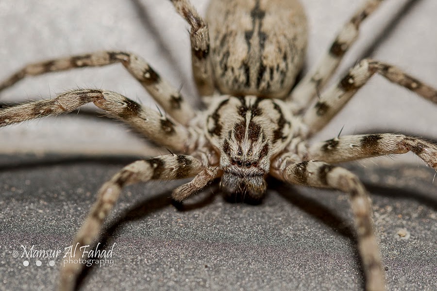 Birds of Saudi Arabia: Wolf Spider in Riyadh – Record by Mansur Al Fahad