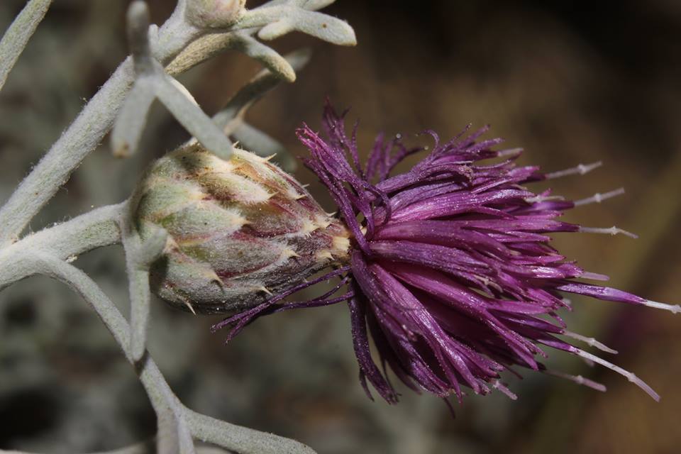 Biodiversity of Cyprus by NGO Protection of the Natural Heritage and ...