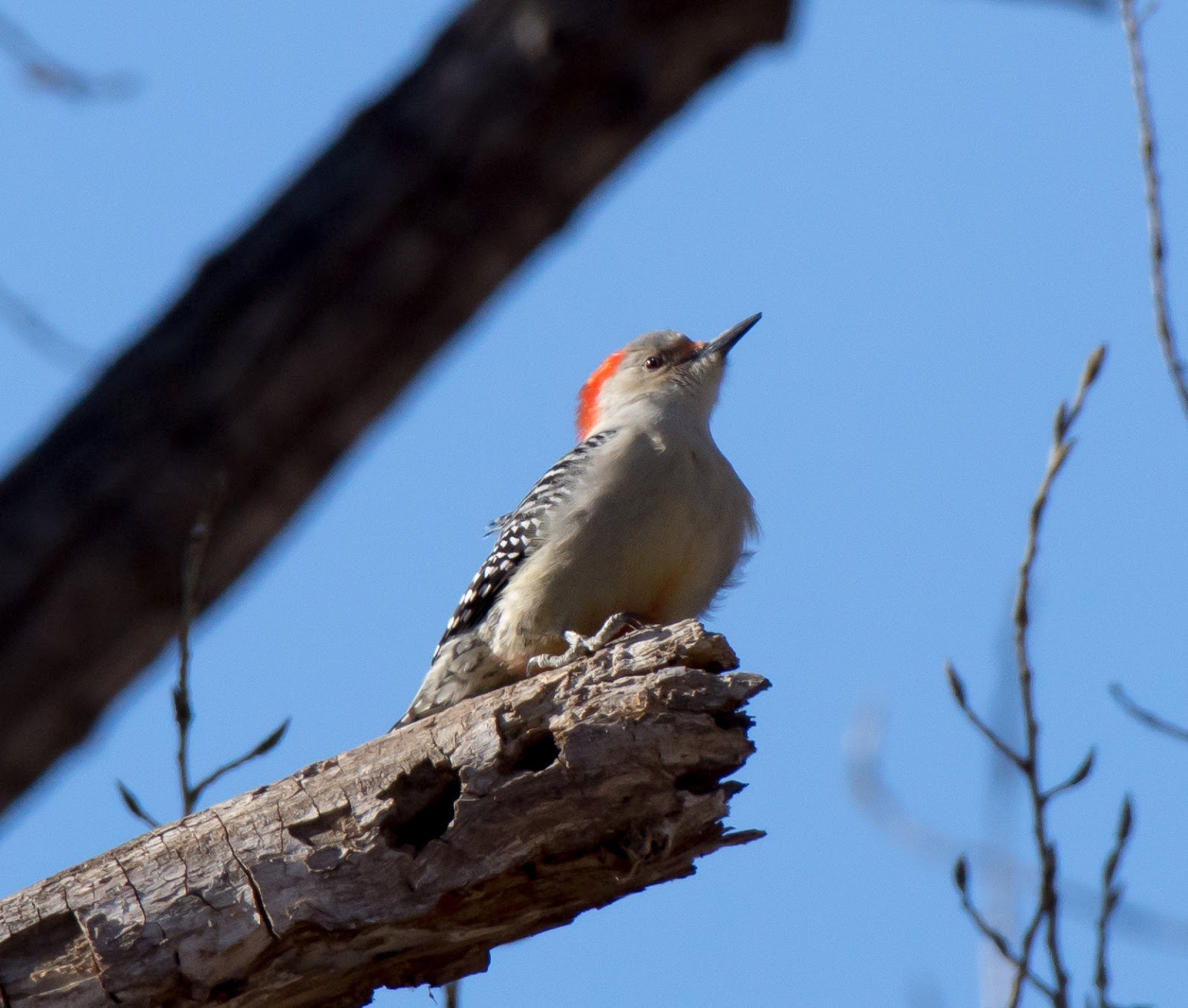 Gordon's Birding Adventures: Winter Birding in Nebraska