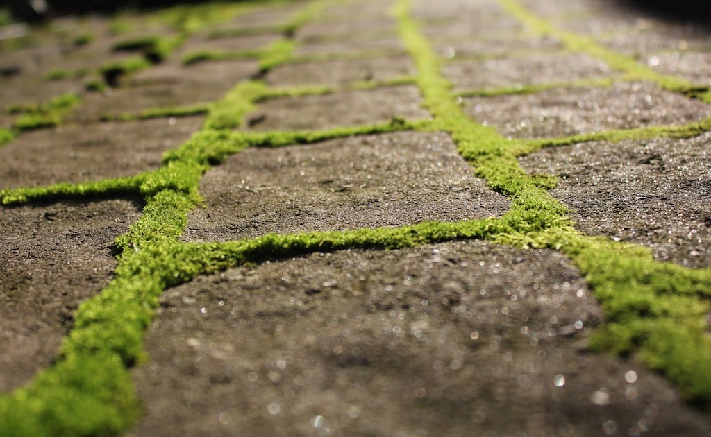 Red House Garden: The moss is always greener..