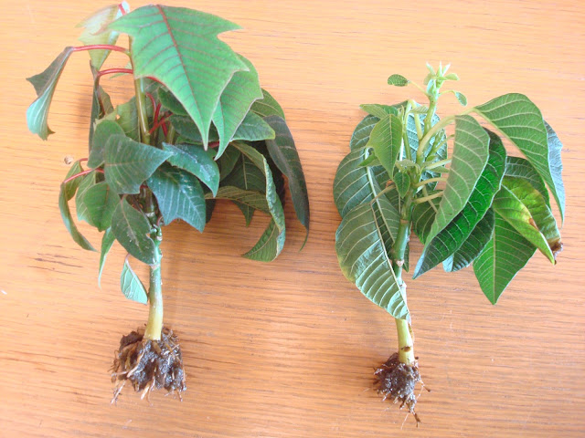 University of Illinois Plant Clinic: Greenhouse Poinsettias with ...