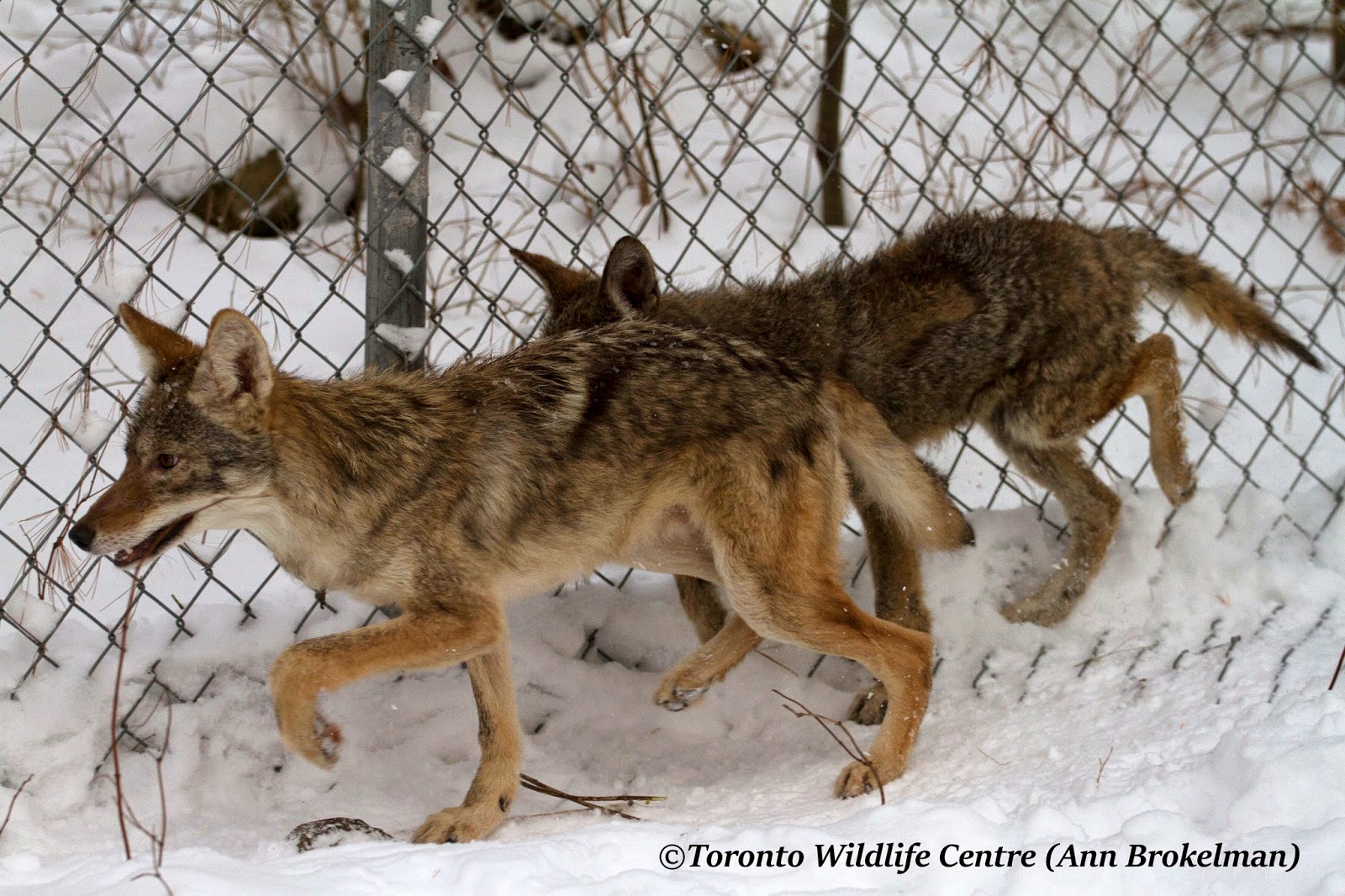 Ann Brokelman Photography: Coyotes with mange after treatment Nov 2014.