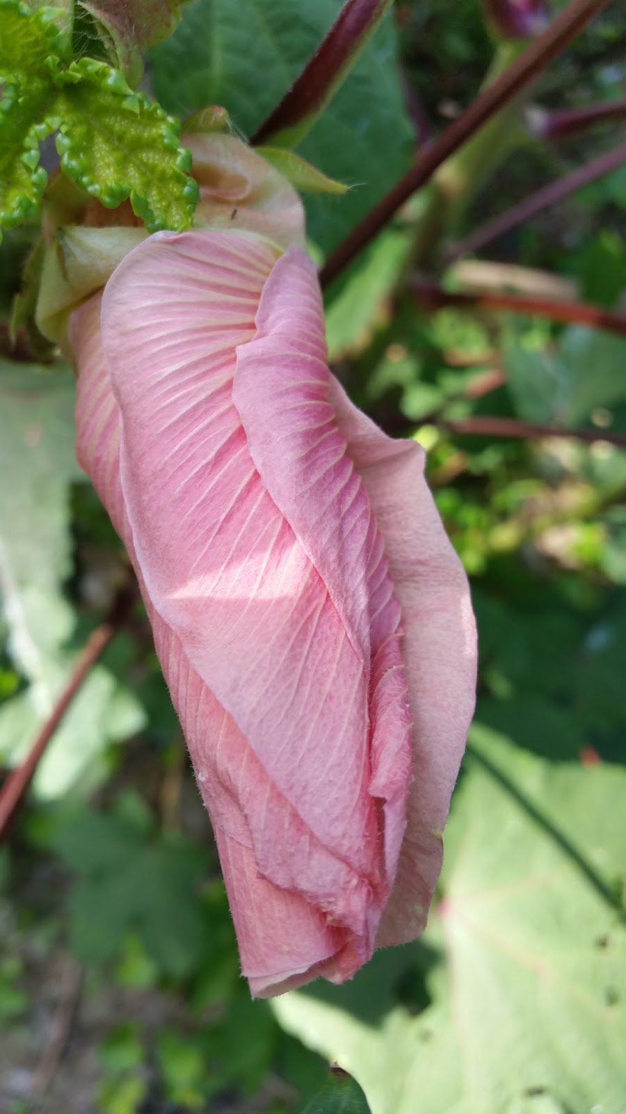 Warisan Petani: WW 17 : Bunga Bendi