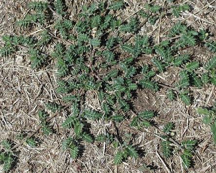 Arizona Victory Garden: Summer weeds in Arizona