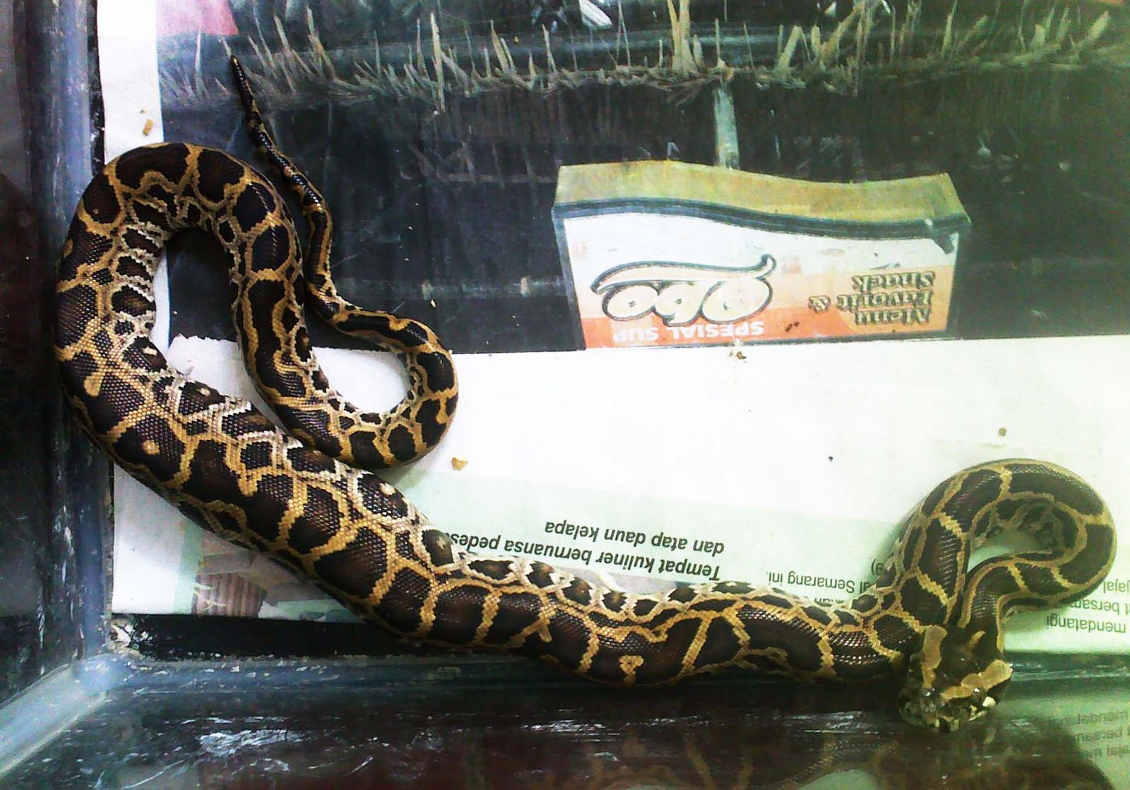 POPURI REPTILES: POPURI REPTILES : ULAR PYTHON MOLURUS BABY ( PYTHON ...