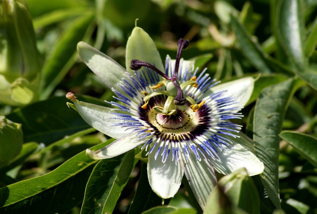 A photo, A thought............: Plant: Passiflora blooms and fruits