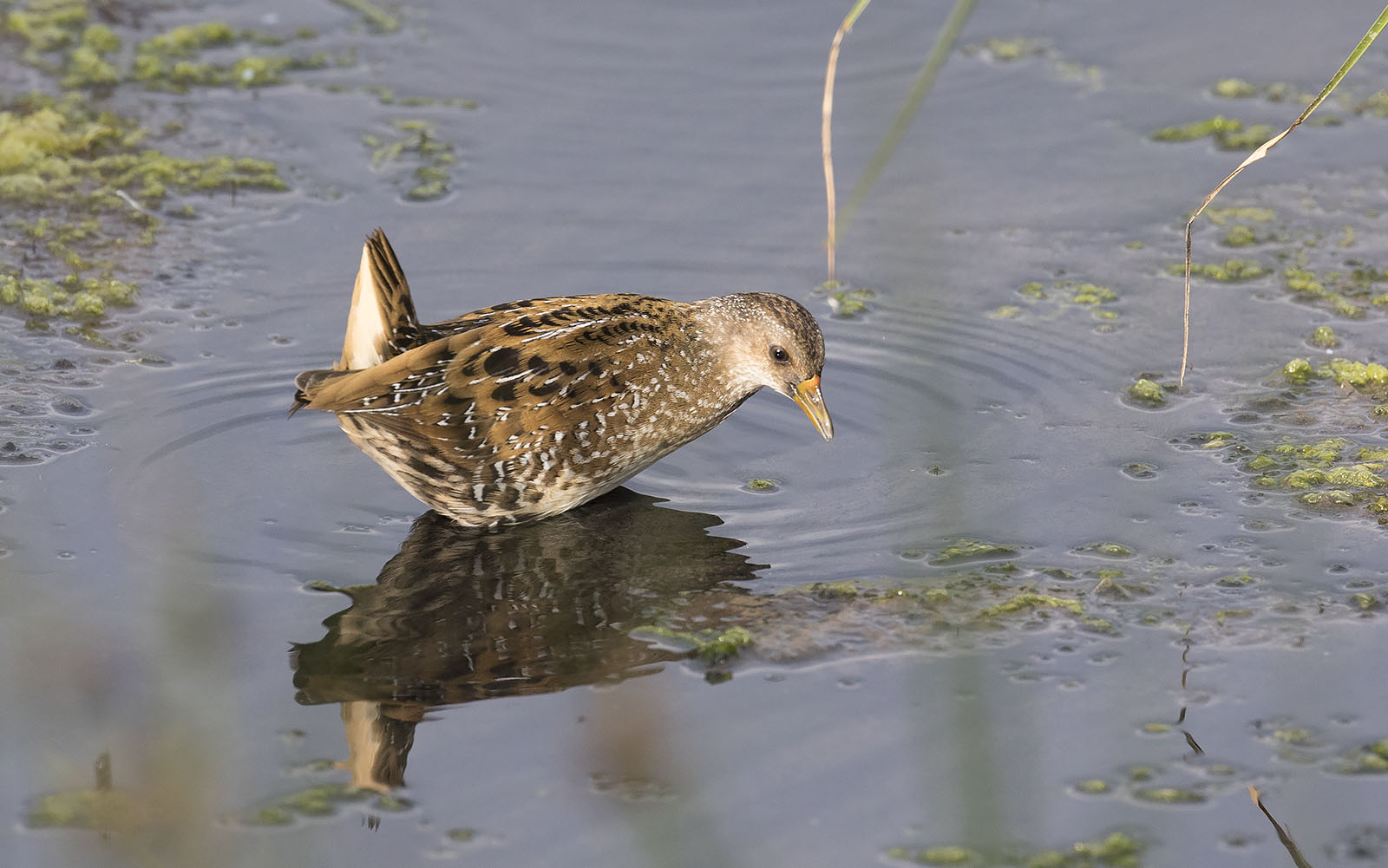 pewit: Spotted Crake Gib Point