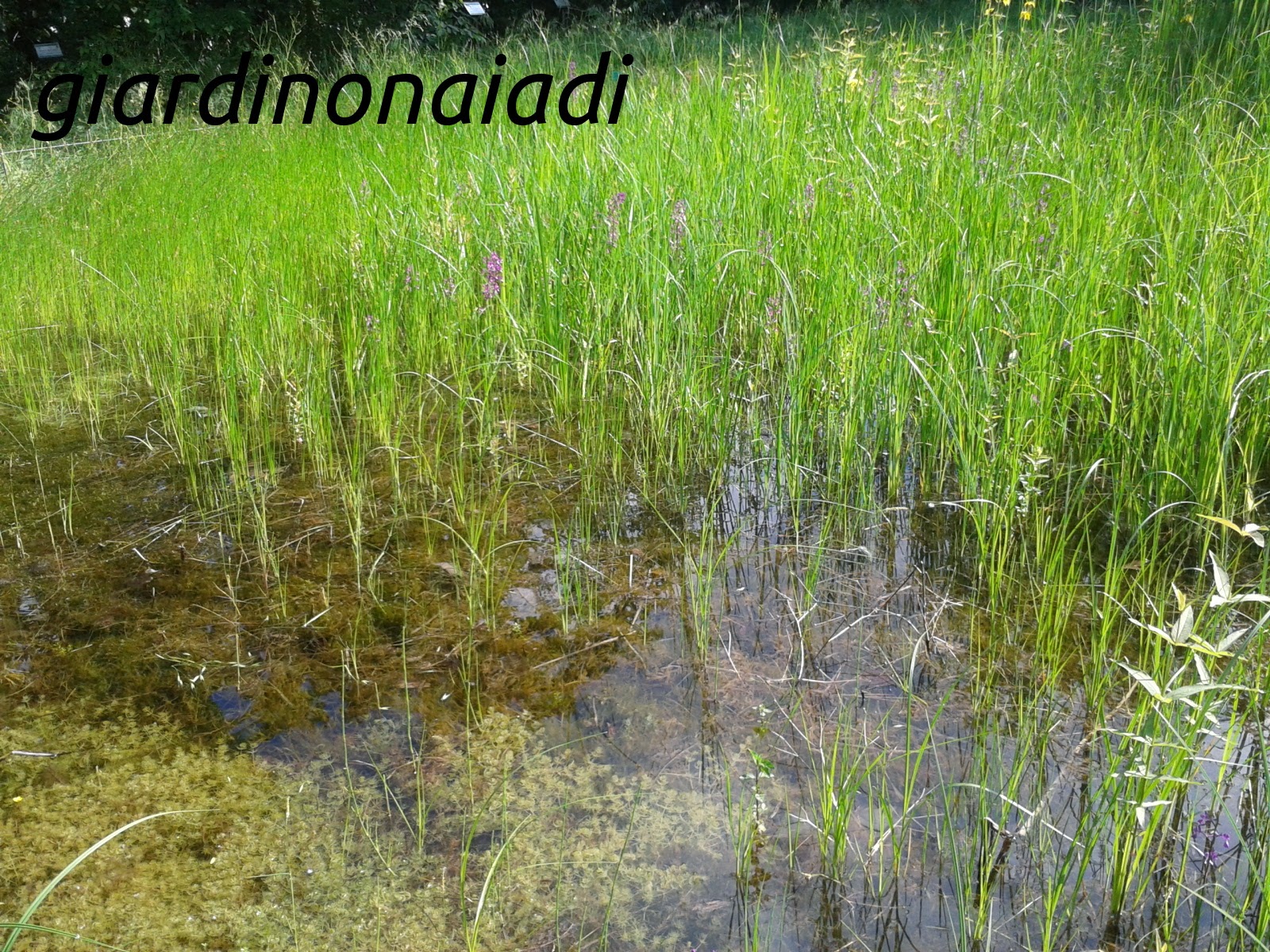 Il giardino delle Naiadi: ORCHIS LAXIFOLIA, LA RARISSIMA ORCHIDEA PALUSTRE