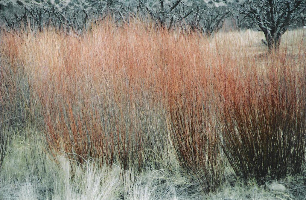 Ajijaakwe: Red Willow Spirit: Survival Medicine