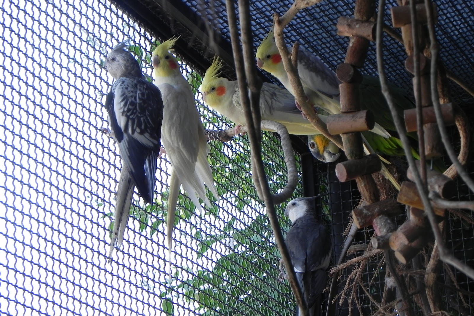 Viveiro Harmonia: Conhecendo um pouco mais sobre as aves: Calopsita!