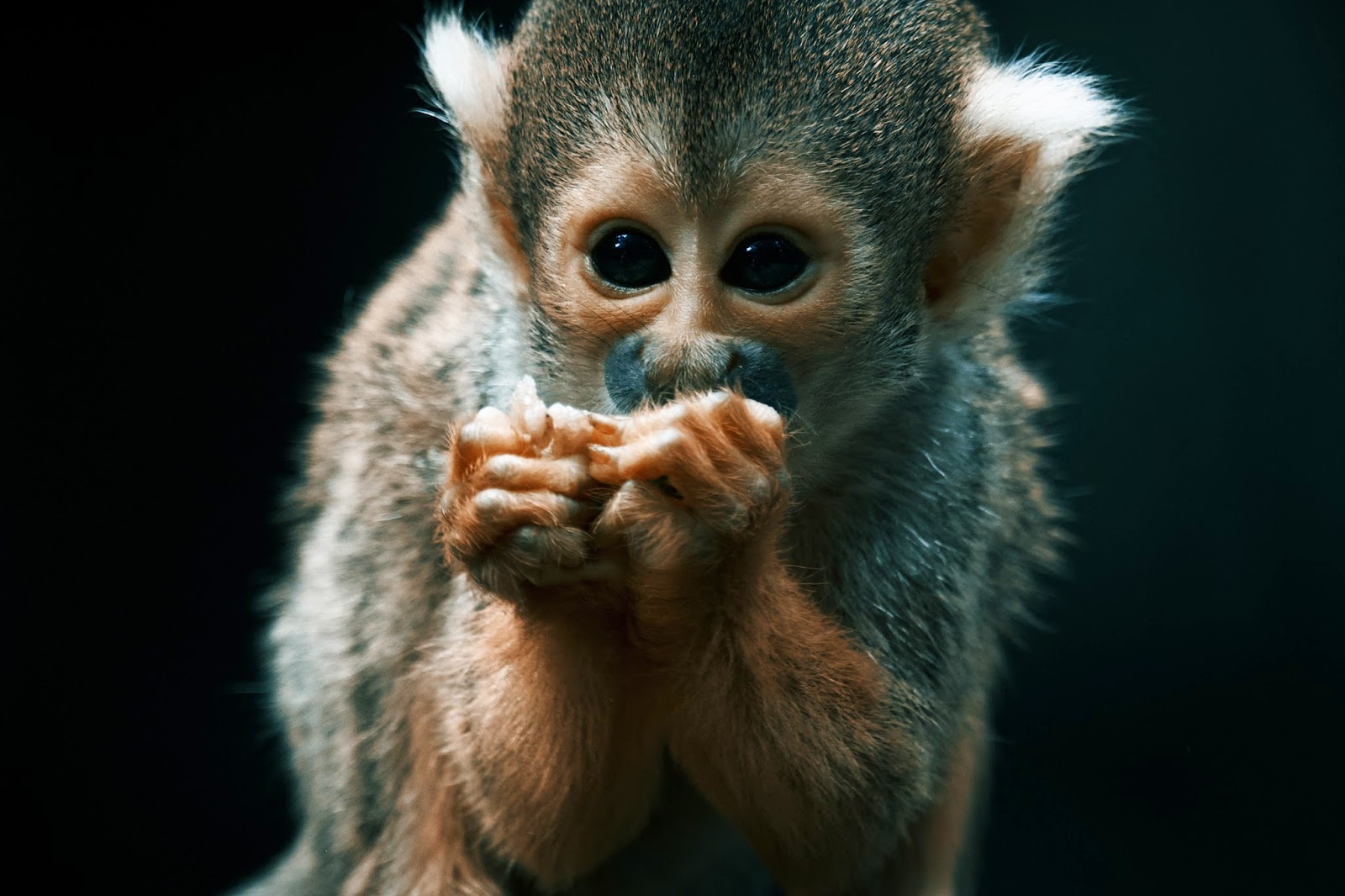 Café 80: Monkey Eyes