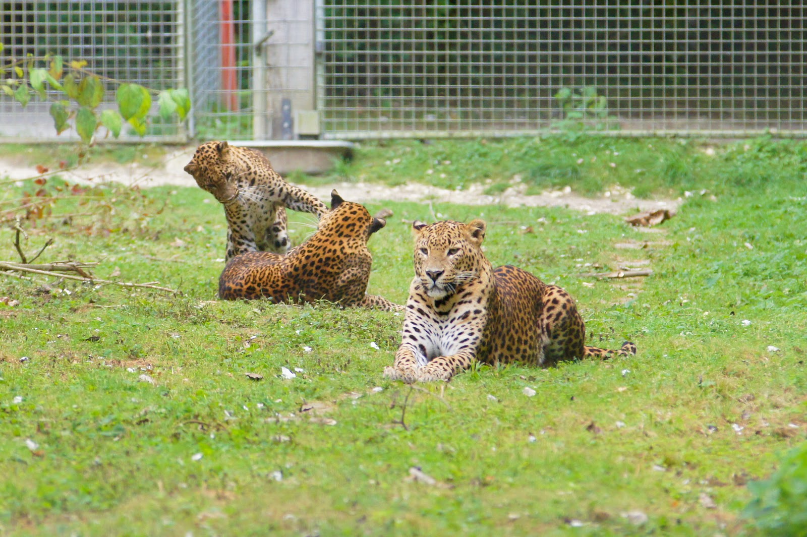 RDPix : Bienvenu au Parc des Félins