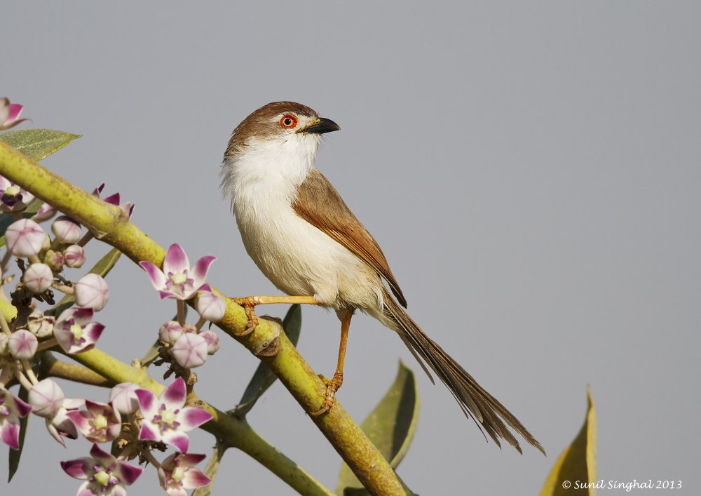 Indian Birds Photography: [BirdPhotoIndia] yellow Eyed Babbler ...