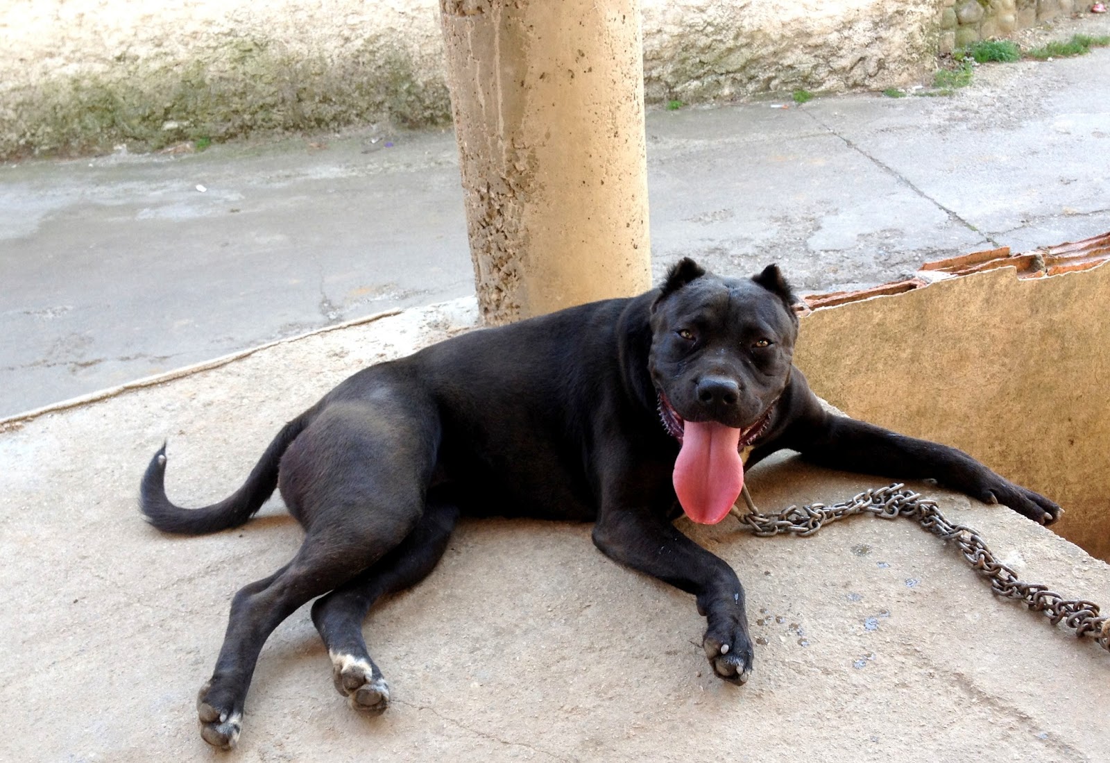 Bandog