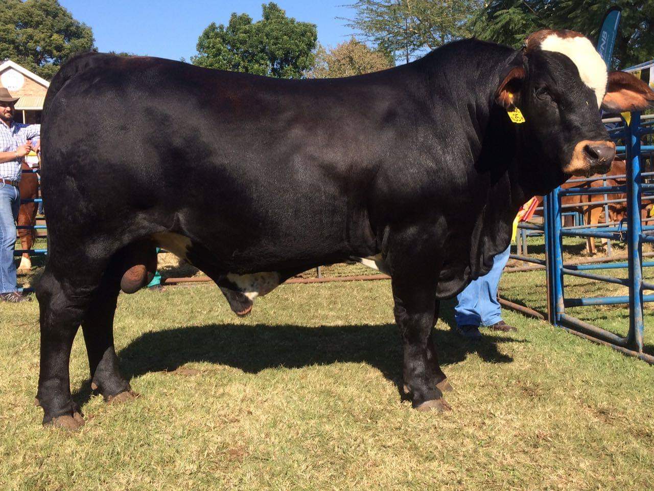 Ilmu Untuk Ternakan Ruminan: Lembu Sado Berdaging Lembut setaraf wagyu ...