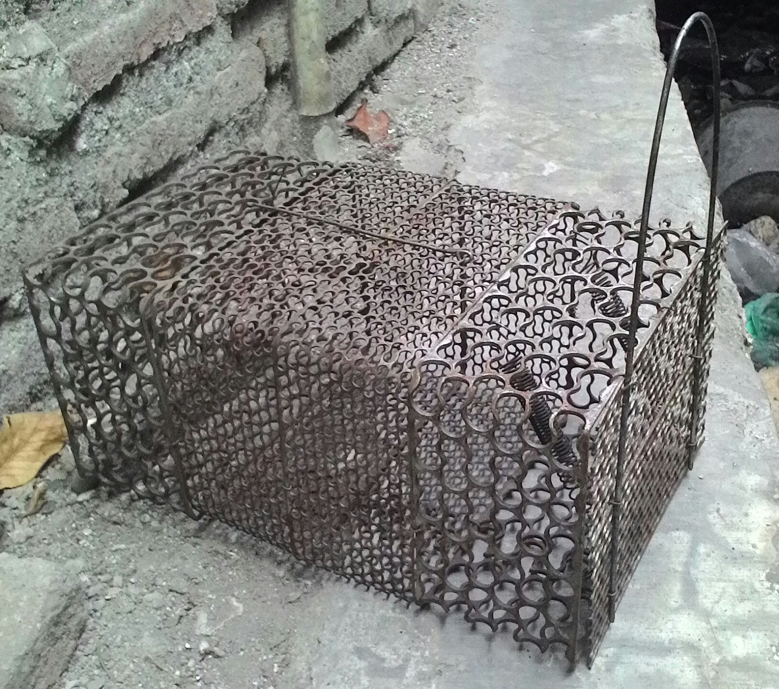 Cara Menjinakkan Musang Pandan Umur 3 Bulan