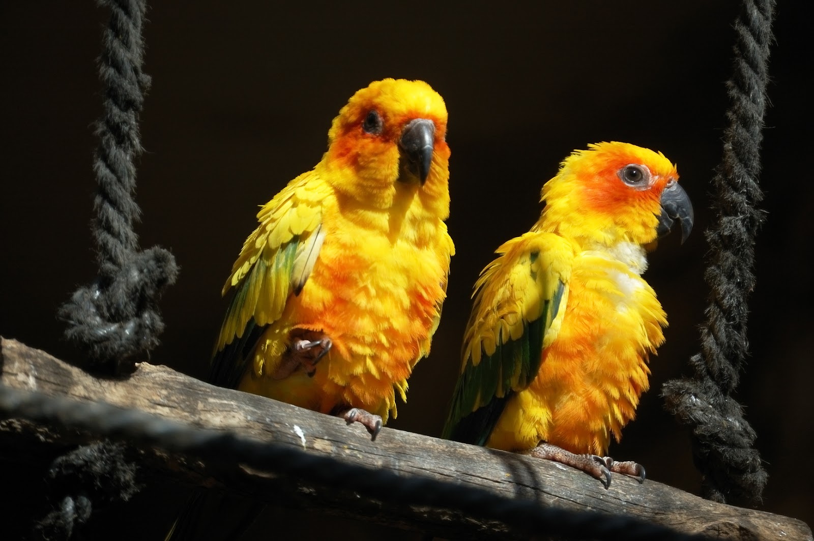 Imágene Experience: Pericos de colores - Aves éxoticas del bosque
